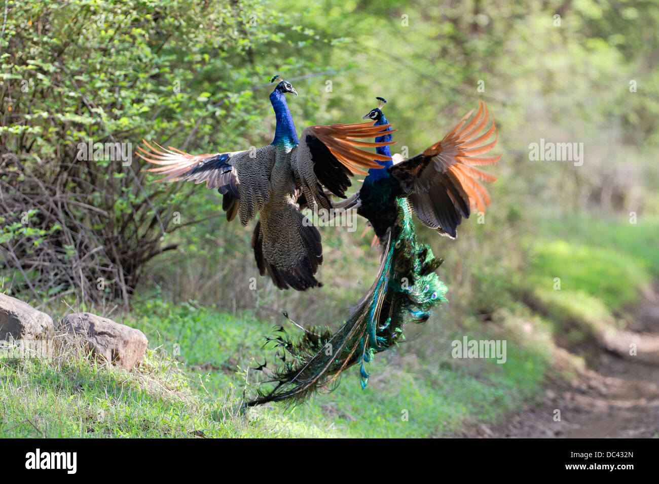 Two Peacocks Stock Photos & Two Peacocks Stock Images - Alamy