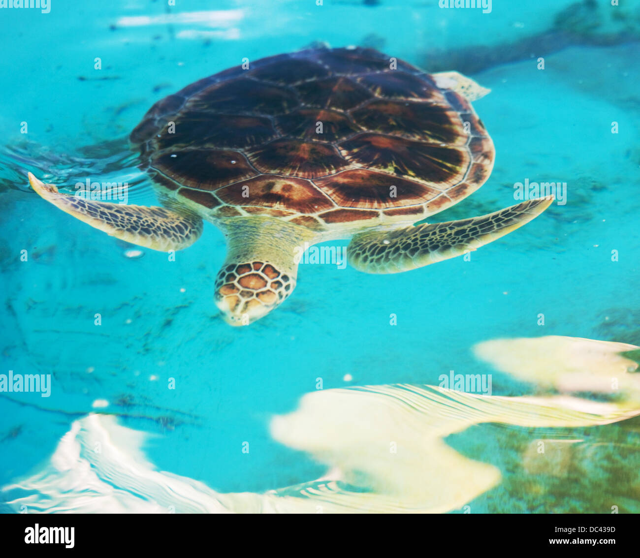 Closeup green sea turtle swimming hi-res stock photography and images ...