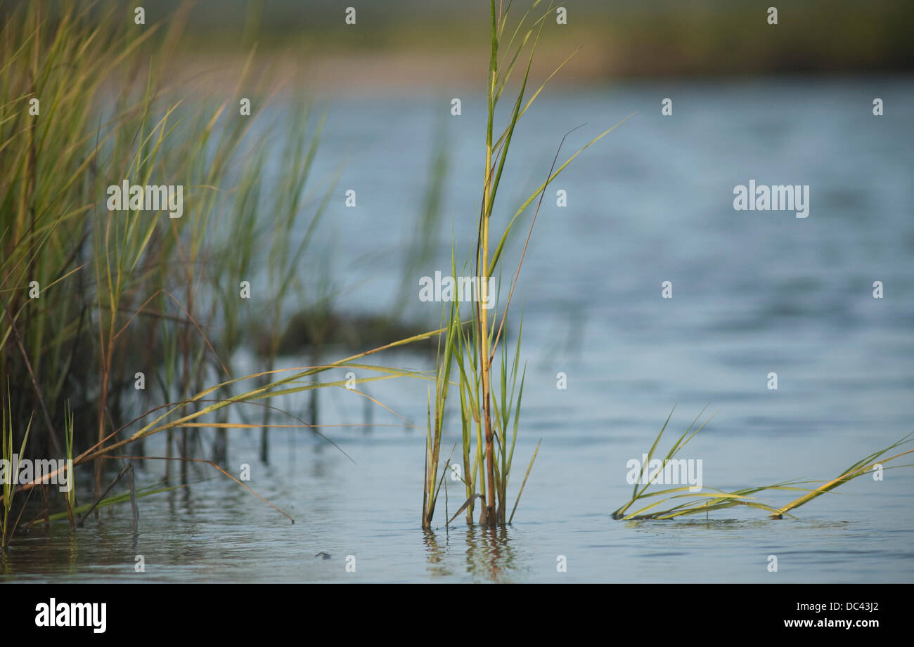 Aug. 7, 2013 - Aransas Pass, Texas, USA - August 7, 2013 Aransas Pass ...