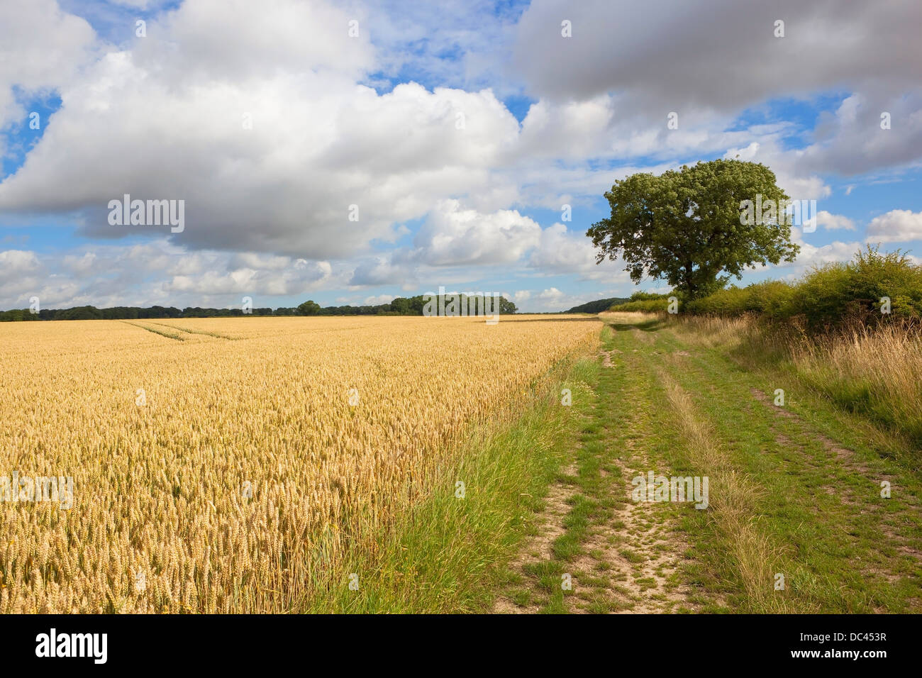 A golden wheat field by a rural bridleway with trees and hedgerows in ...
