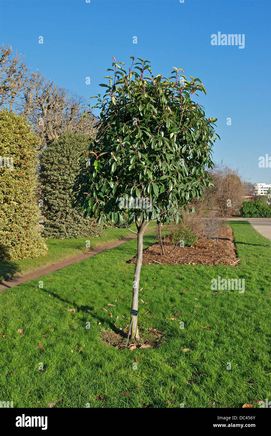 Photinia serratifolia desf kalkman var serratifolia hi-res stock ...