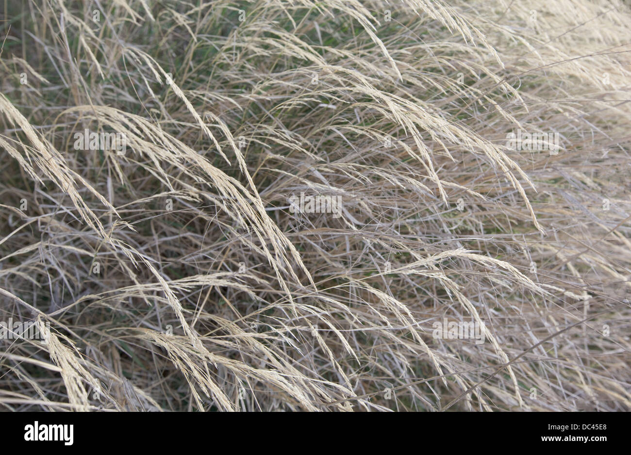 Dry glass in a seaside Stock Photo - Alamy