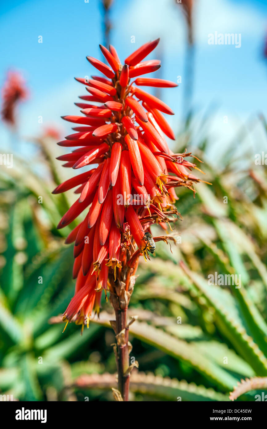 The bee is pollinating the aloe vera red flower Stock Photo - Alamy