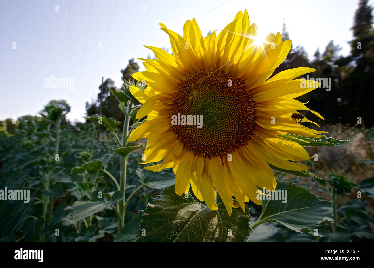 Sunflower field in Halkidiki, Greece Stock Photo - Alamy