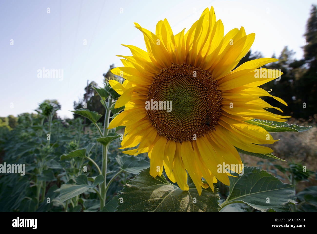 Sunflower field in Halkidiki, Greece Stock Photo - Alamy
