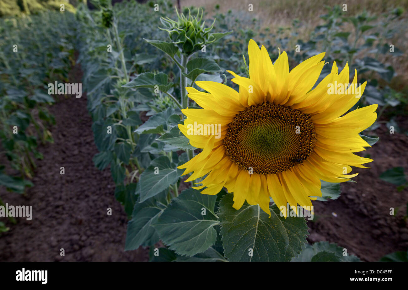 Sunflower field in Halkidiki, Greece Stock Photo - Alamy