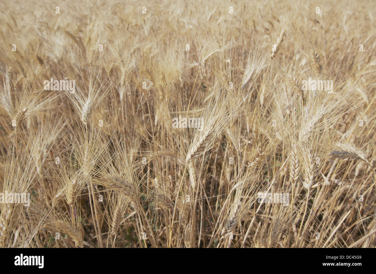 Greece wheat grain hi-res stock photography and images - Alamy