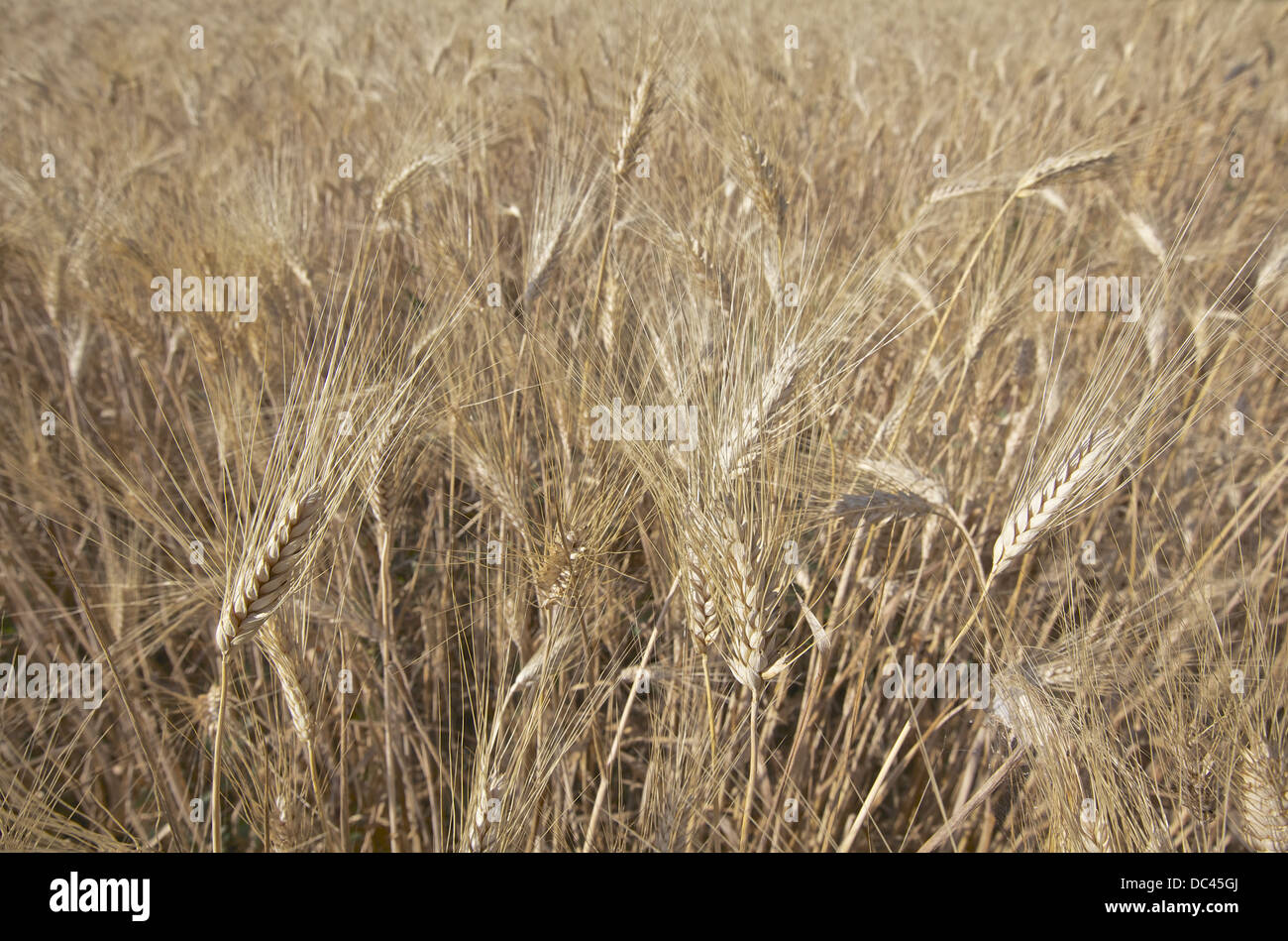 Greece wheat grain hi-res stock photography and images - Alamy