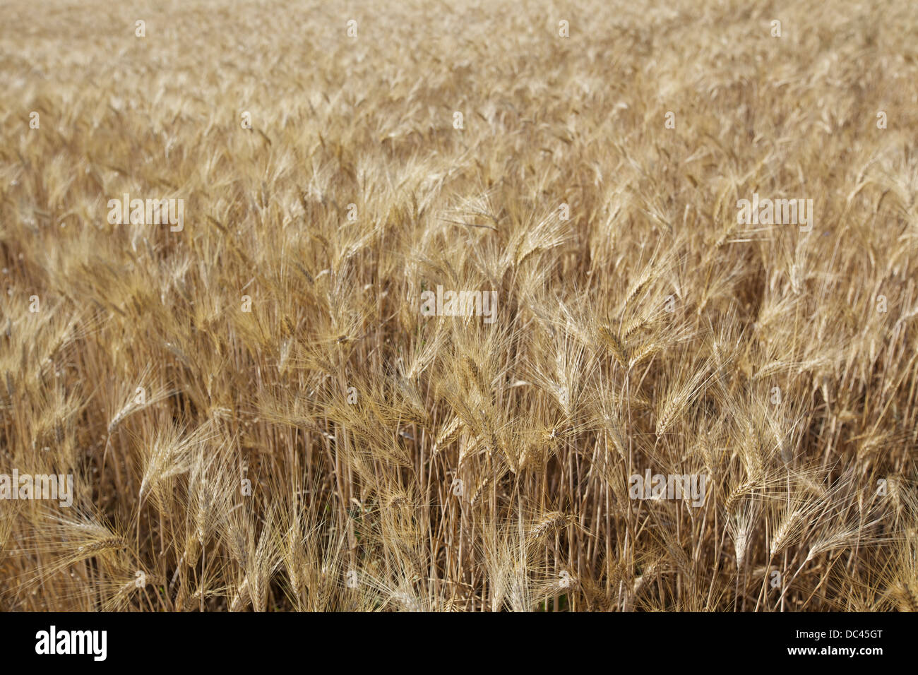 Greece wheat grain hi-res stock photography and images - Alamy