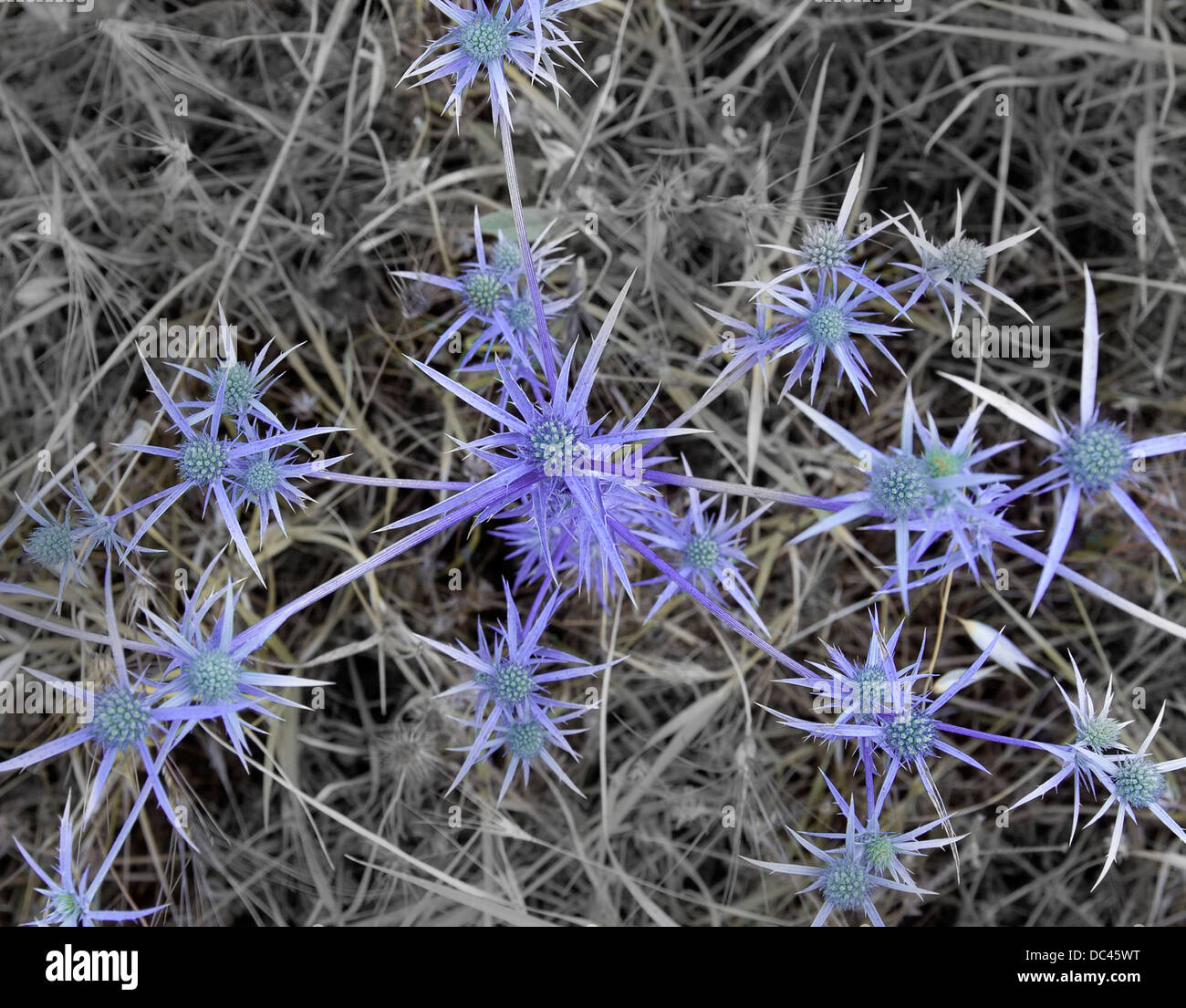 A bur with burs background Stock Photo - Alamy