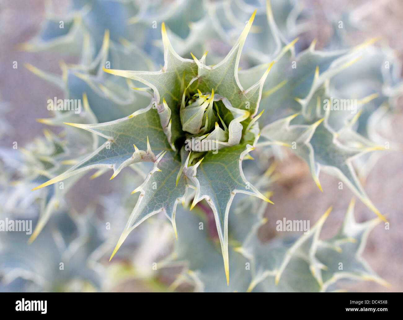 A bur with burs background Stock Photo - Alamy