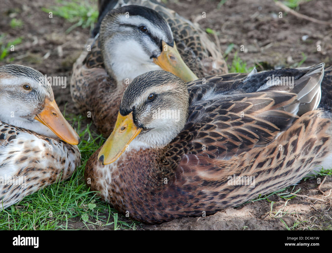 Ducks rest on a ground in a village in Russia Stock Photo - Alamy