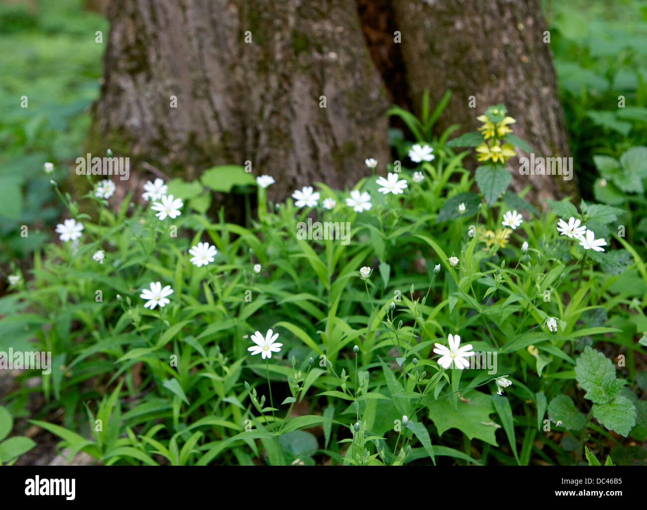Wild flowers in a forest Stock Photo - Alamy