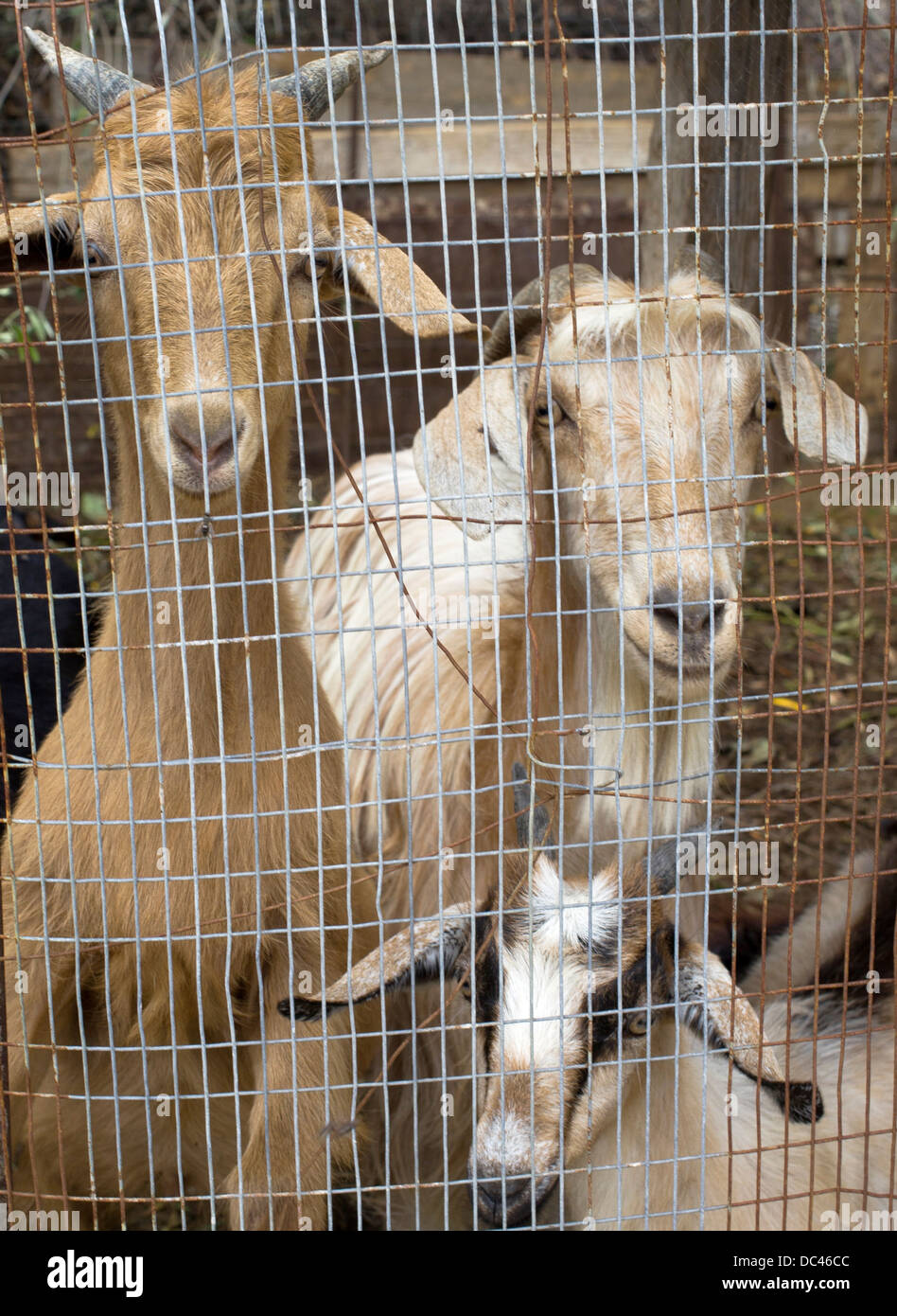 A goat family inside a coop Stock Photo - Alamy
