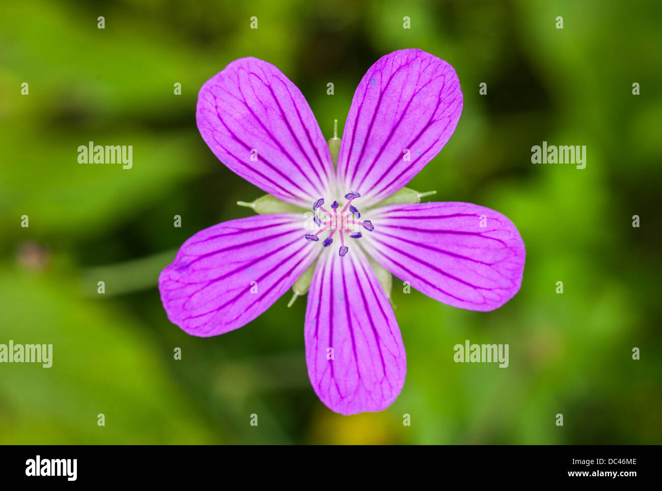 A purple flower in a forest Stock Photo - Alamy