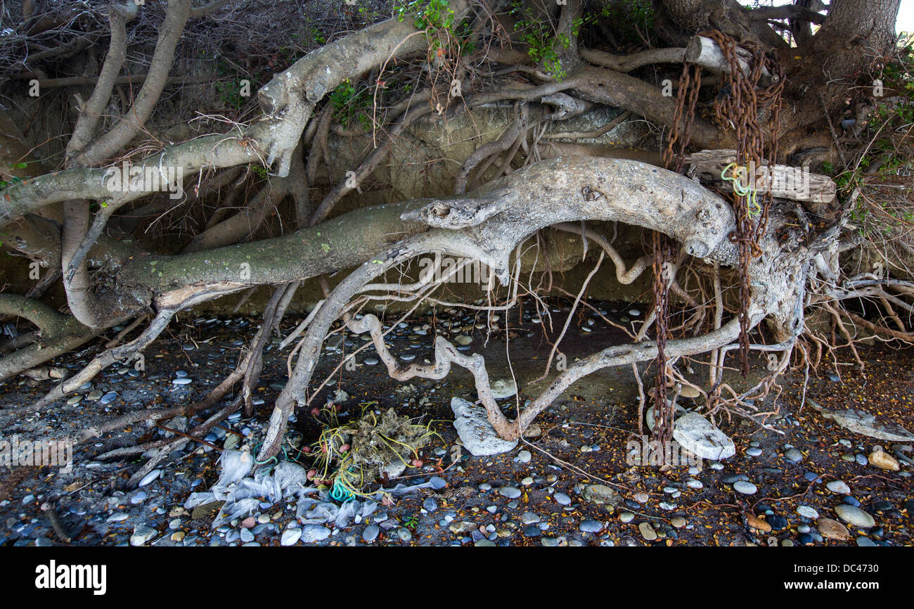 Roots of trees near a beach in Aegean sea in Greece Stock Photo - Alamy