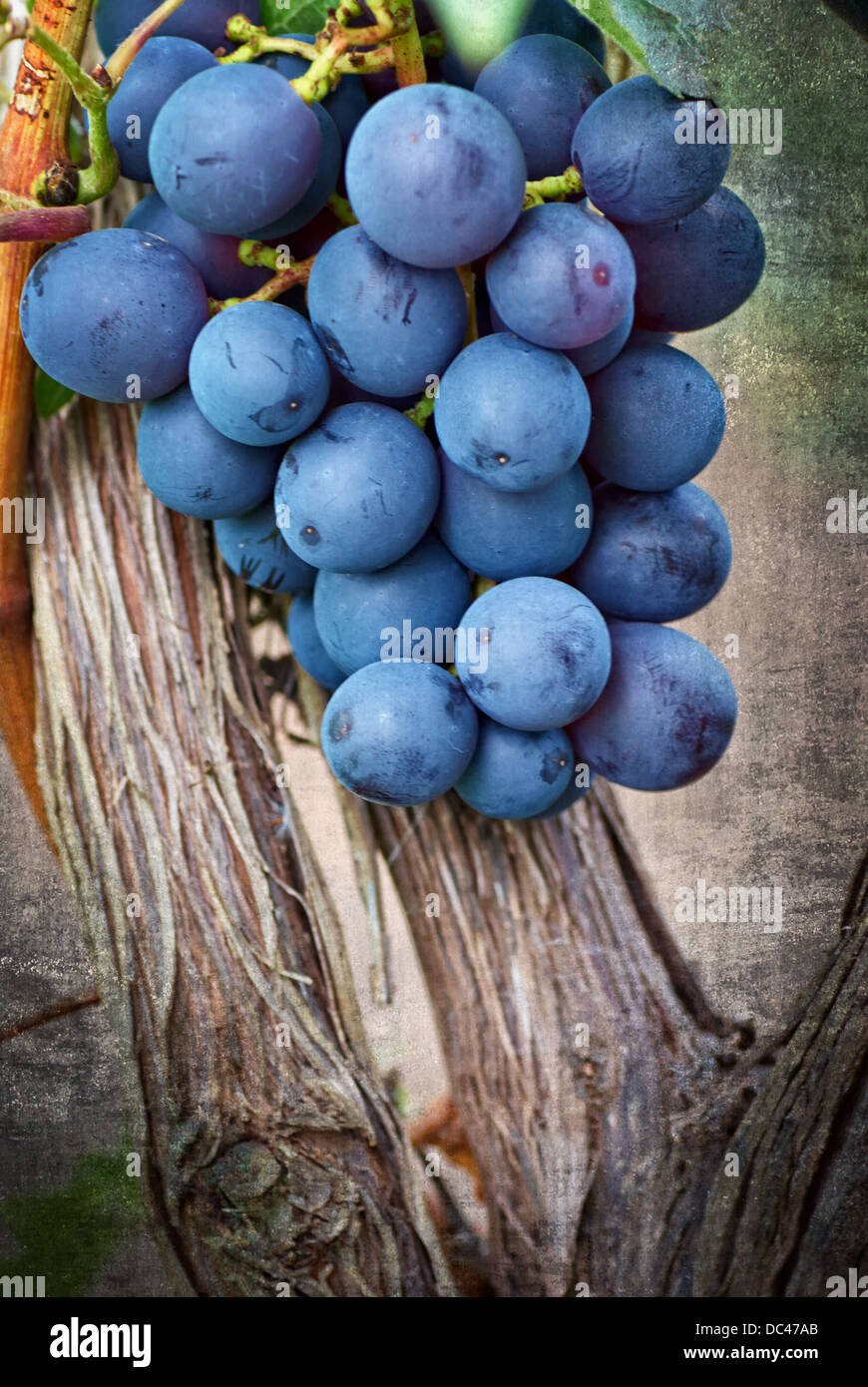 ripening grape clusters on the vine Stock Photo - Alamy