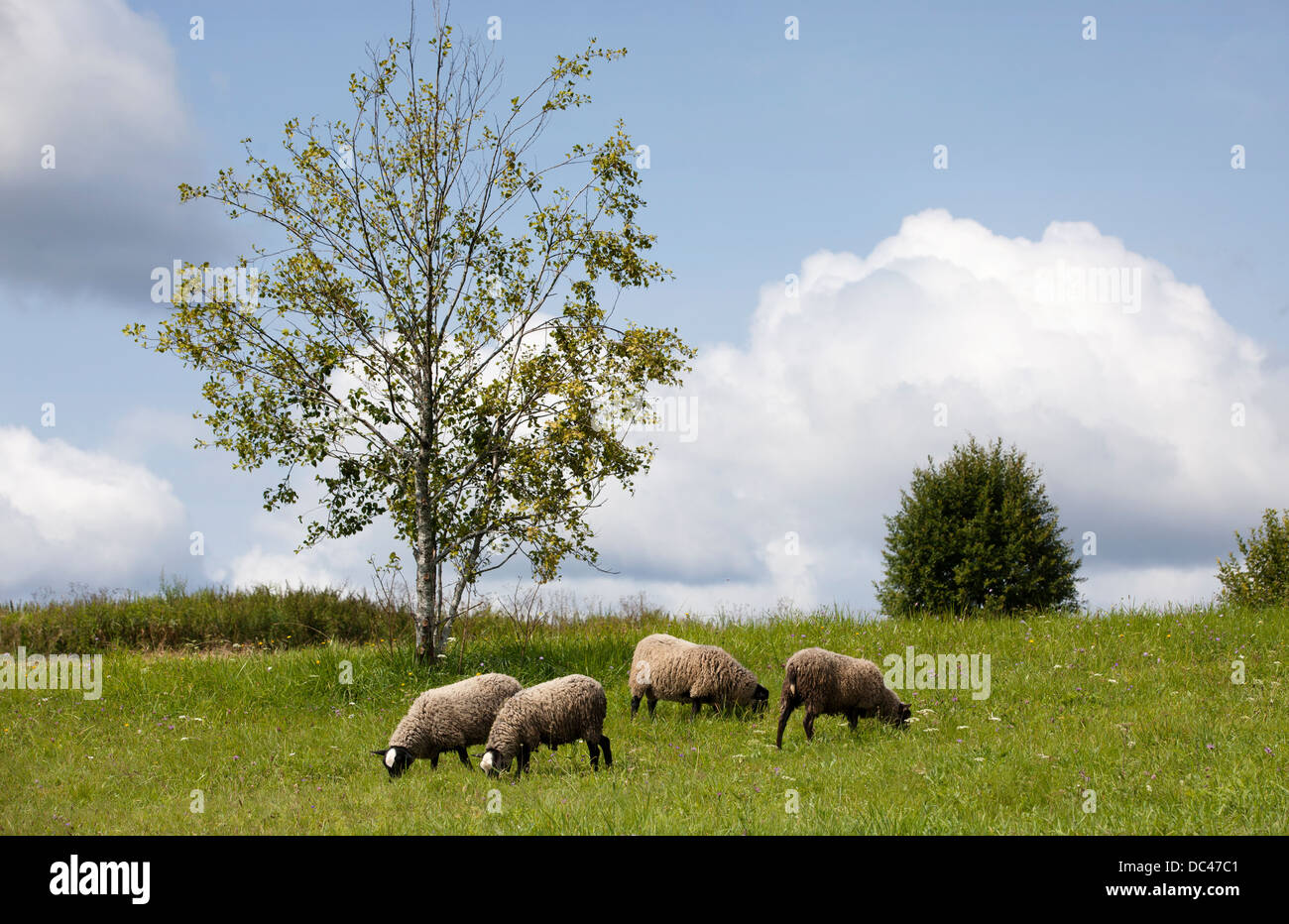 Few sheep eating grass hi-res stock photography and images - Alamy