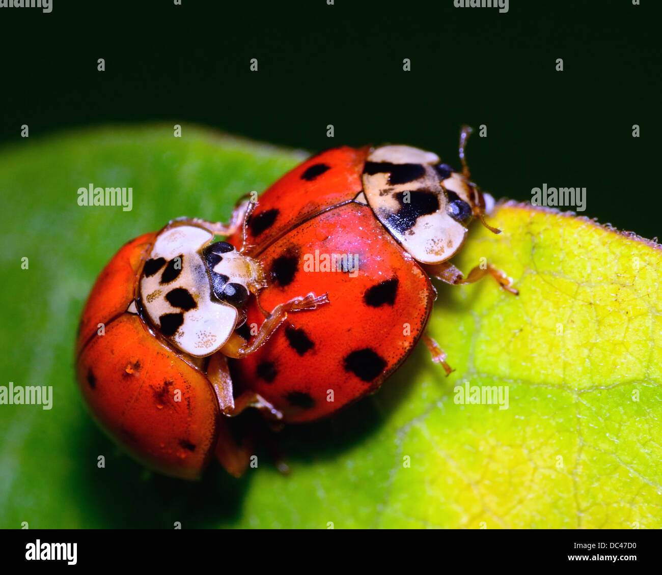 Ladybug insect hi-res stock photography and images - Alamy