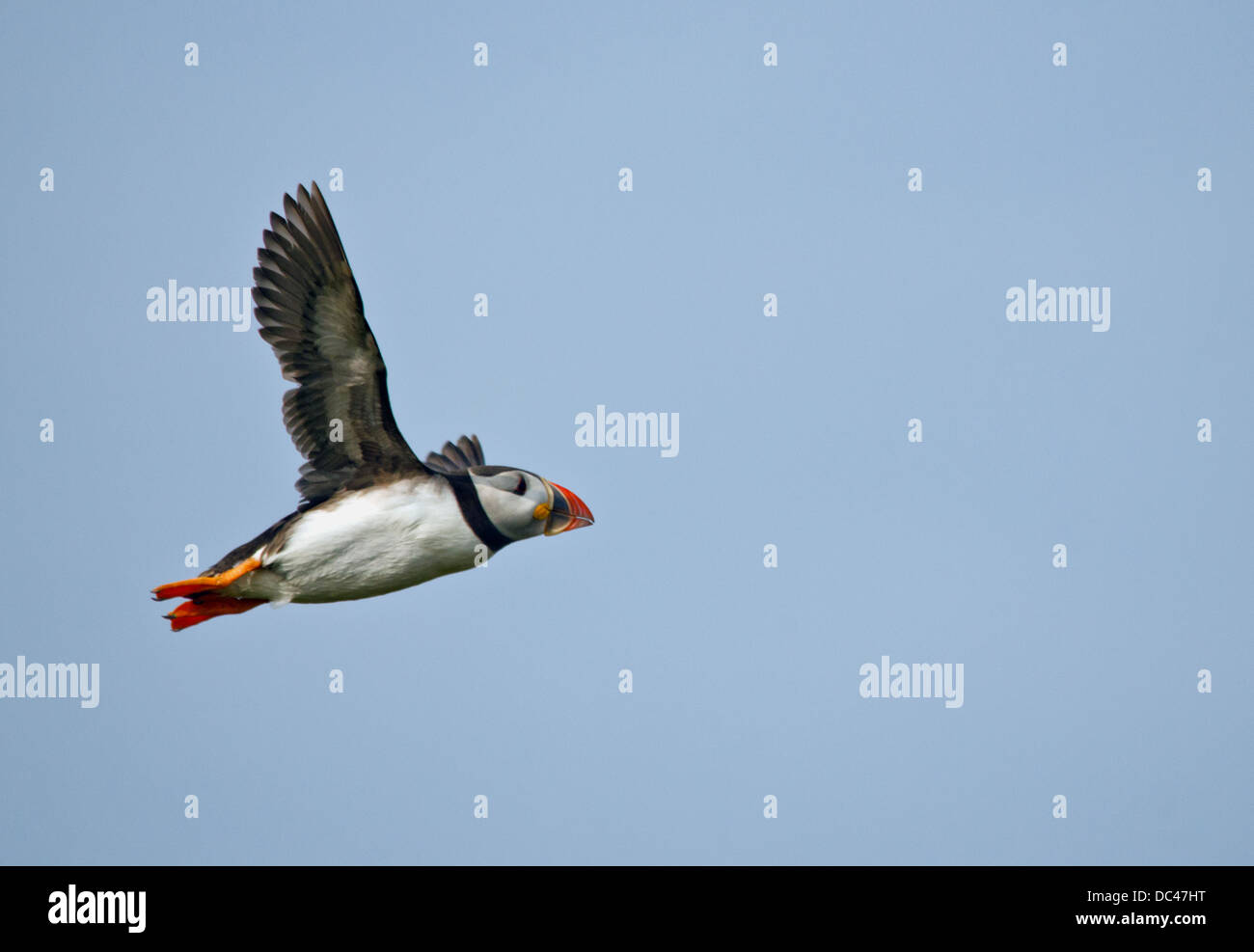 Puffin in flight Stock Photo - Alamy