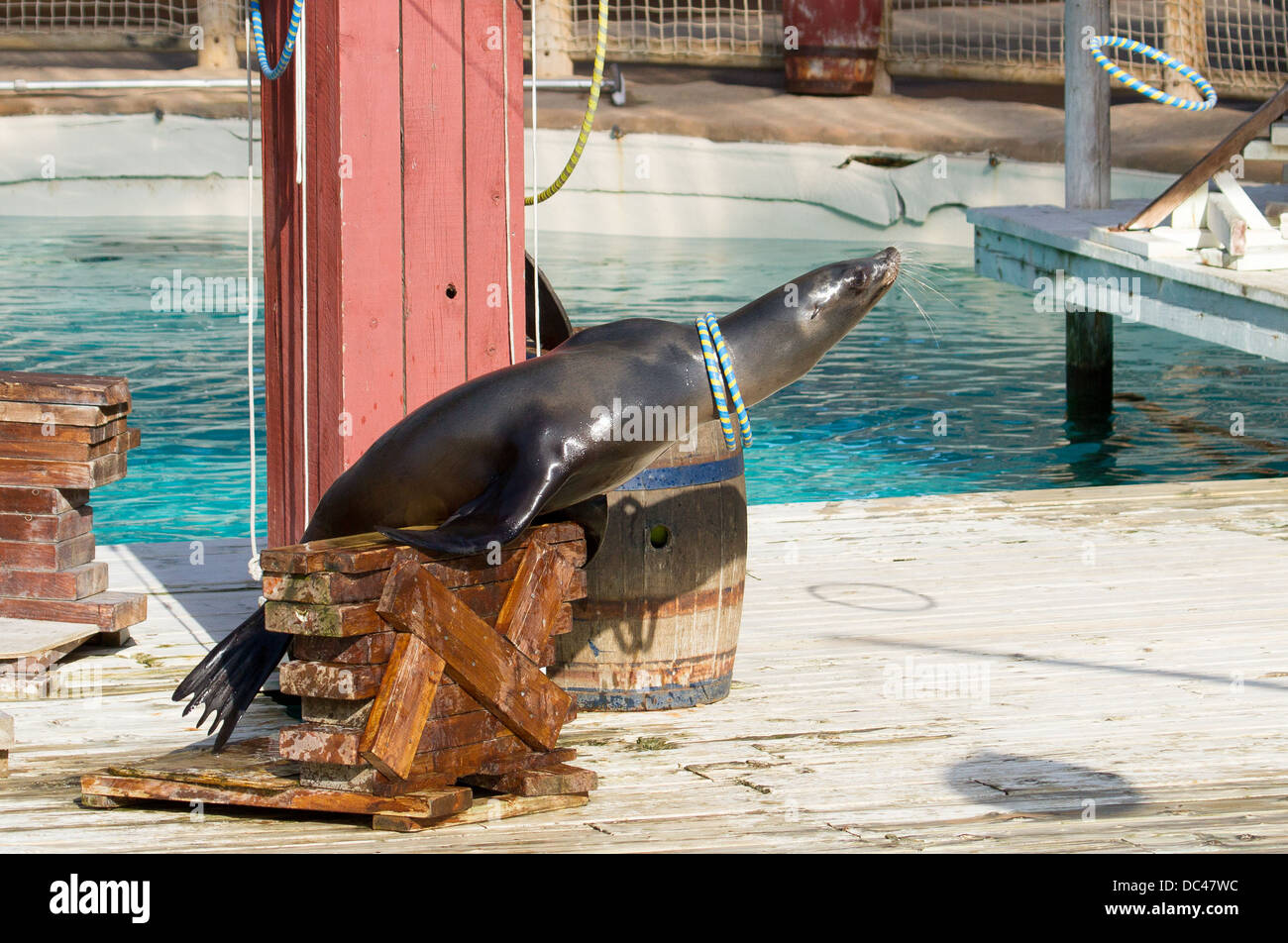 A sea lion performs tricks by catching hoops round its neck. at ...