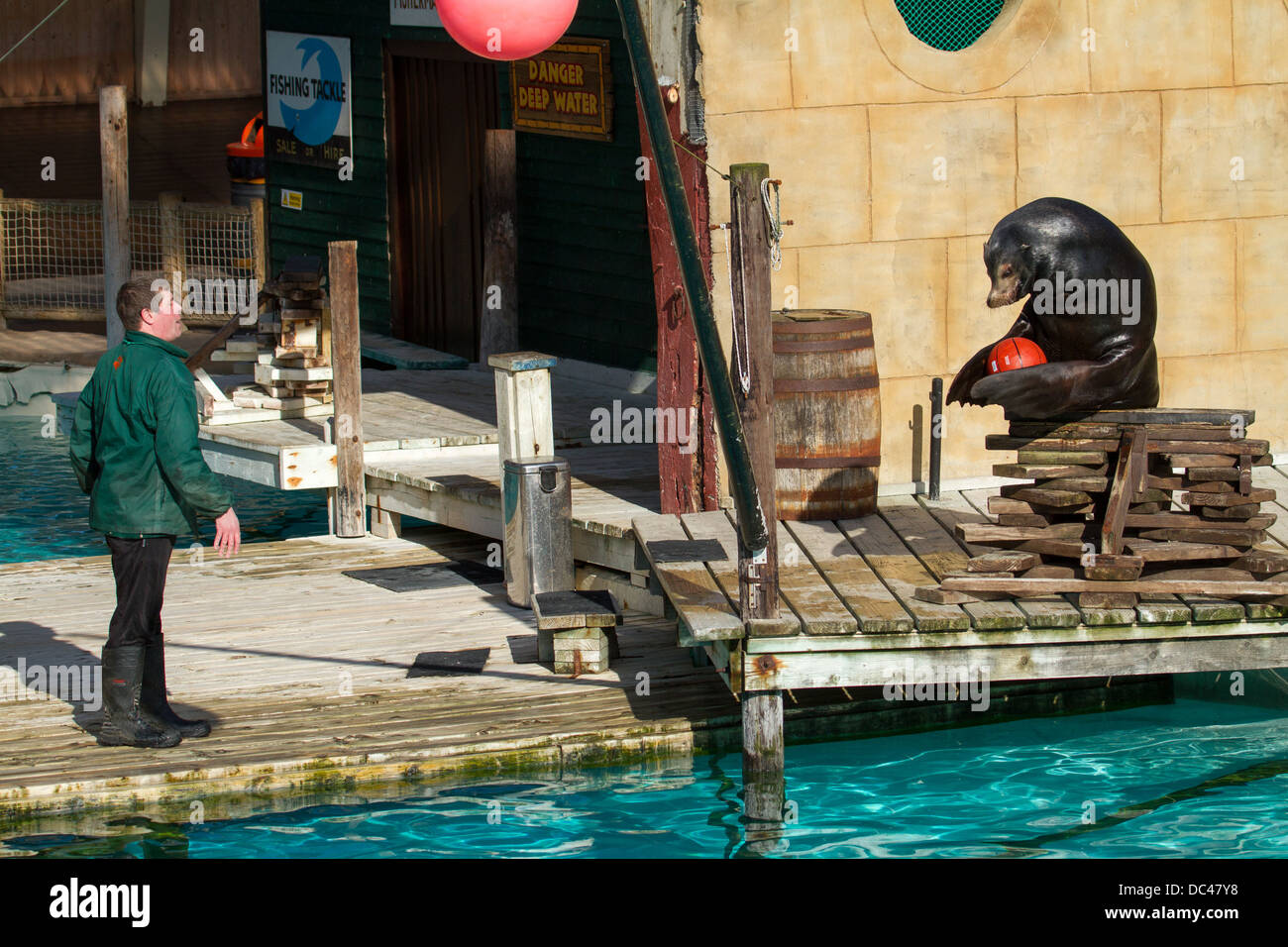 Flamingo land lion hi-res stock photography and images - Alamy