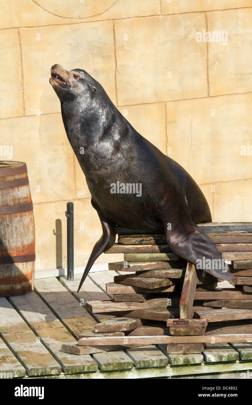 Show tricks hi-res stock photography and images - Alamy
