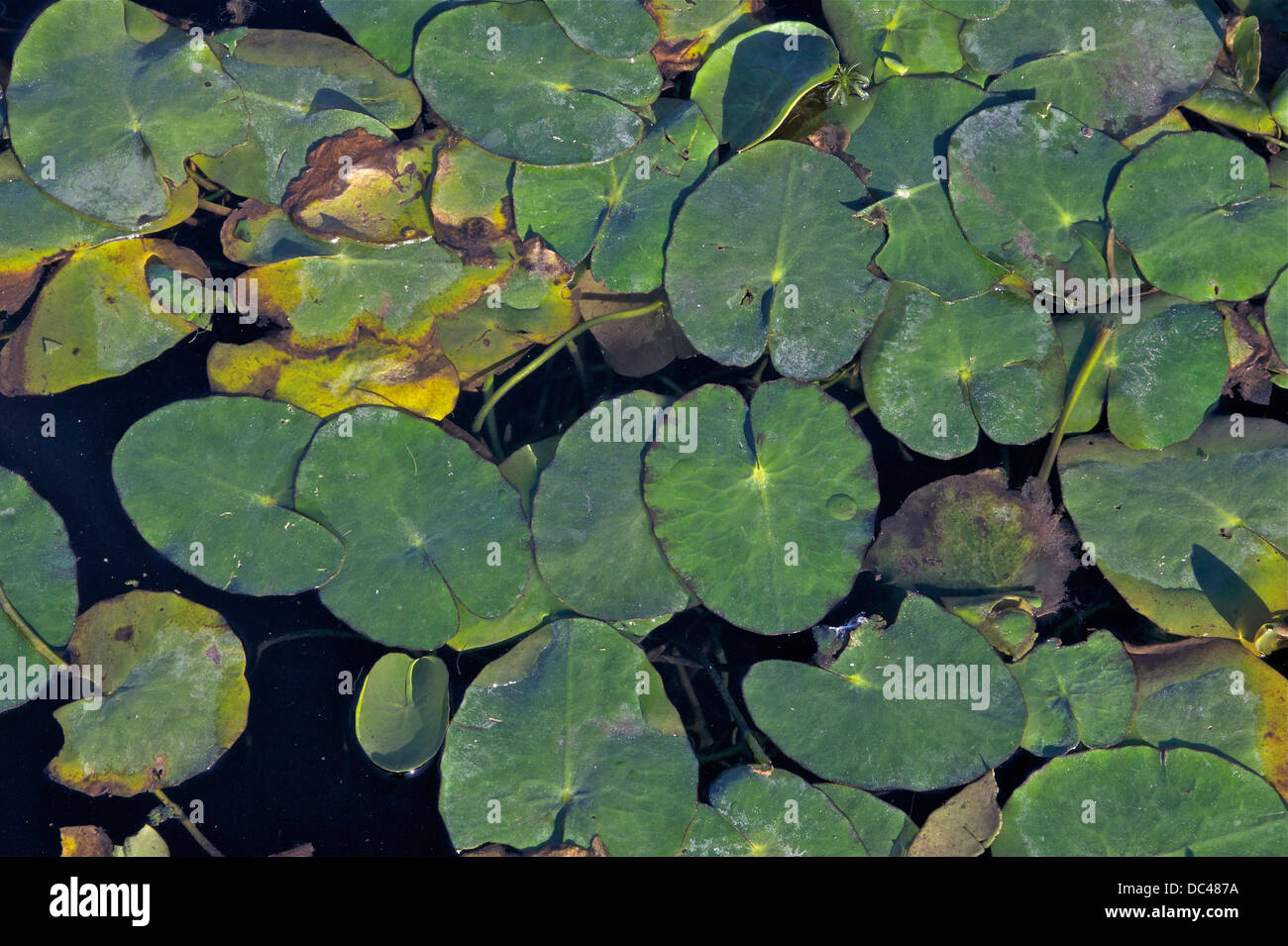 Fringed Water-Lily, Nymphoides peltata (S.G.Gmel.) Kuntze Stock Photo ...