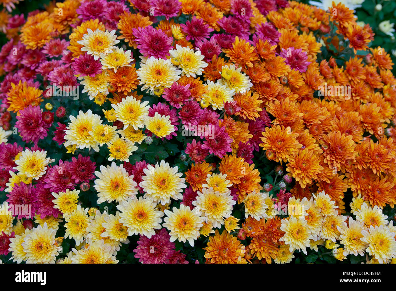 chrysanthemum Chrysanthemum x morifolium, cultivars Stock Photo - Alamy