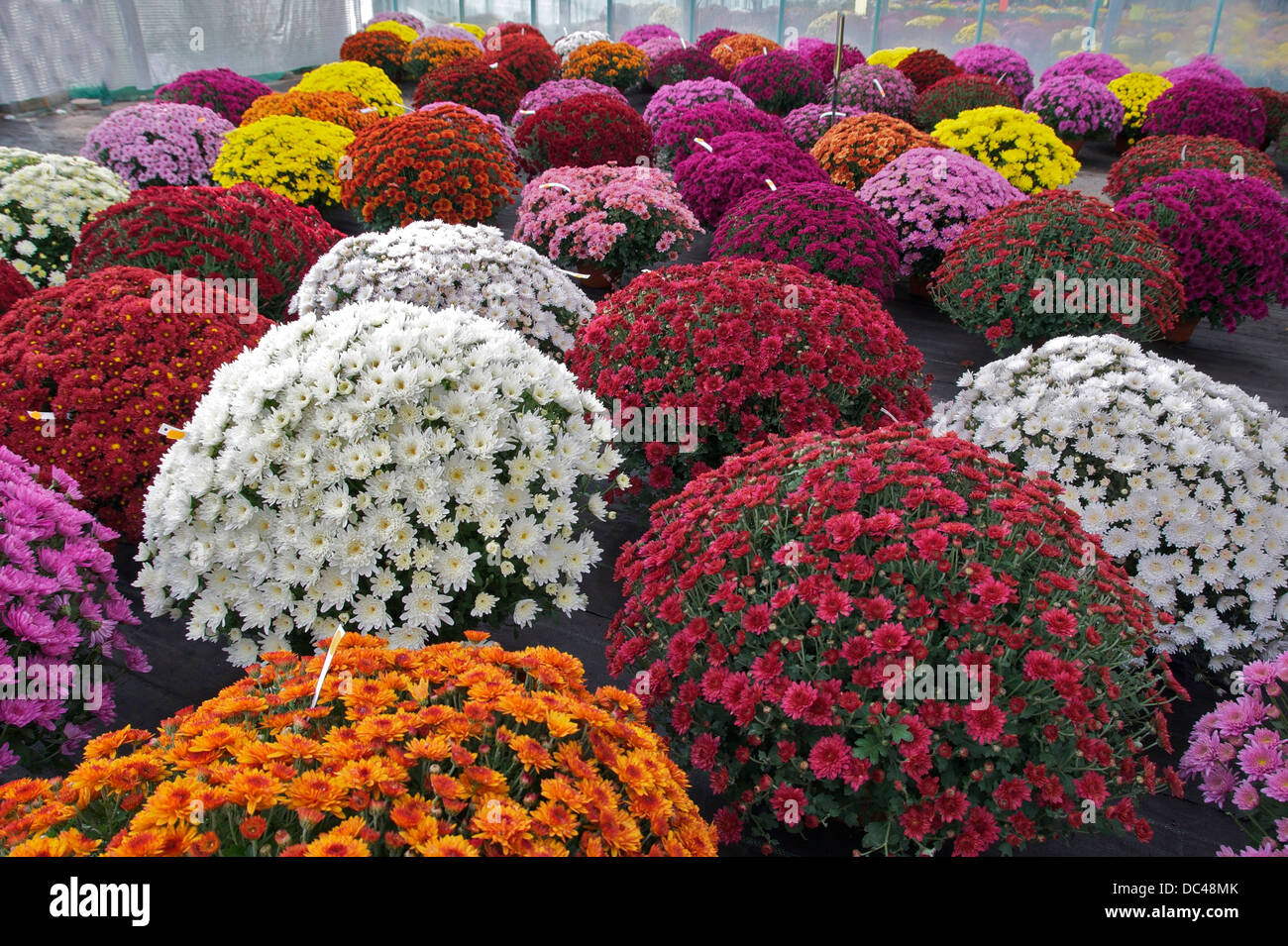 chrysanthemum Chrysanthemum x morifolium, cultivars Stock Photo - Alamy