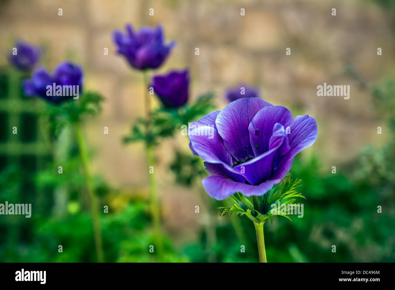 Violette flower hi-res stock photography and images - Alamy