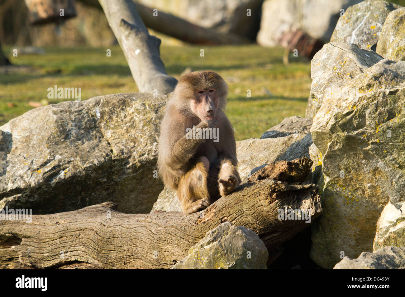 A baboon sits on a log eating at flamingo park zoo in north yorkshire ...