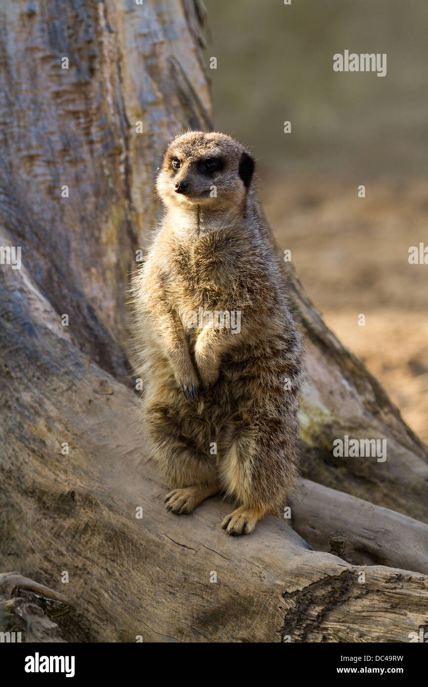 Meerkat sitting on a tree stump at flamingo land zoo Yorkshire Stock ...