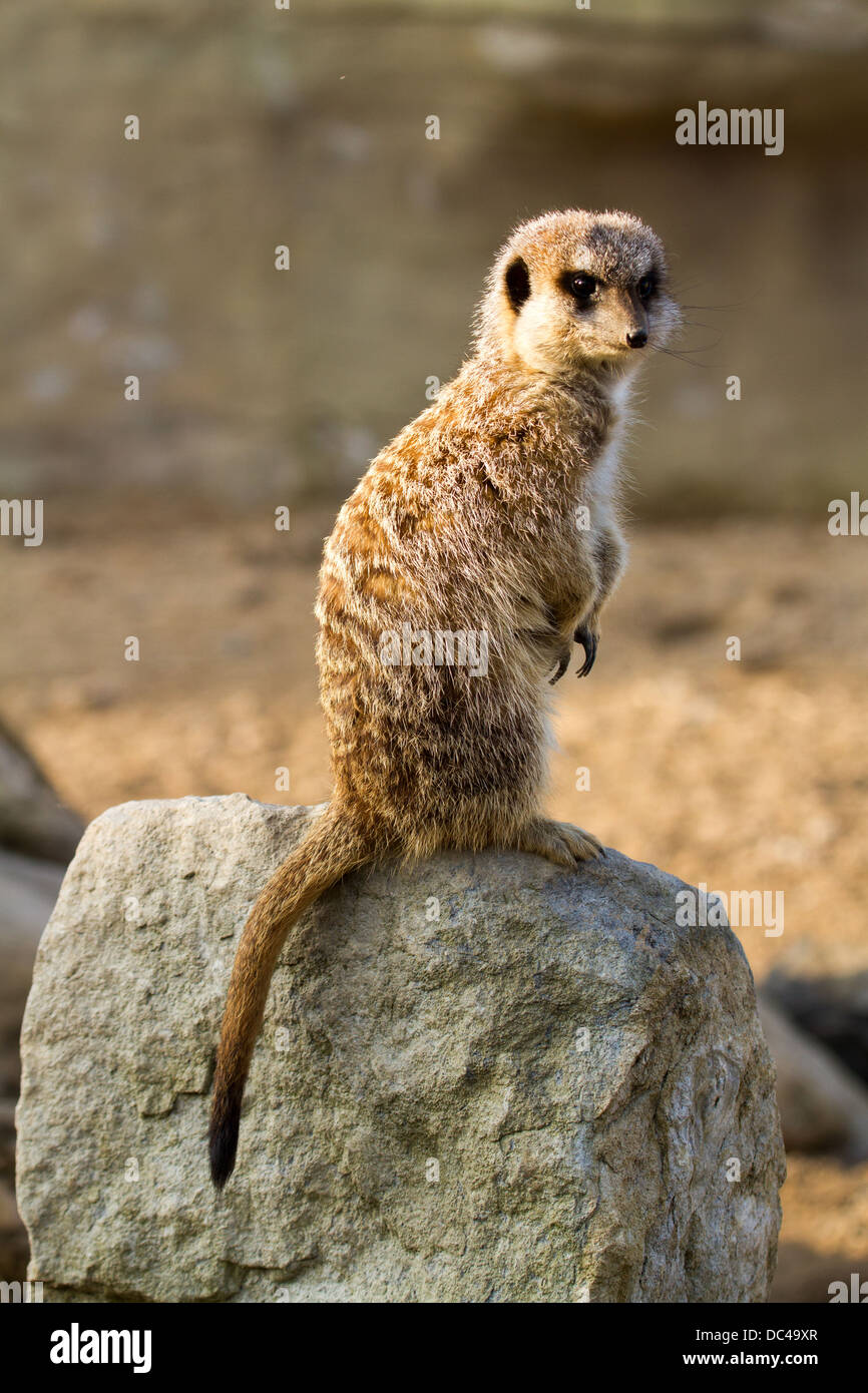 Diurnal predators hi-res stock photography and images - Alamy
