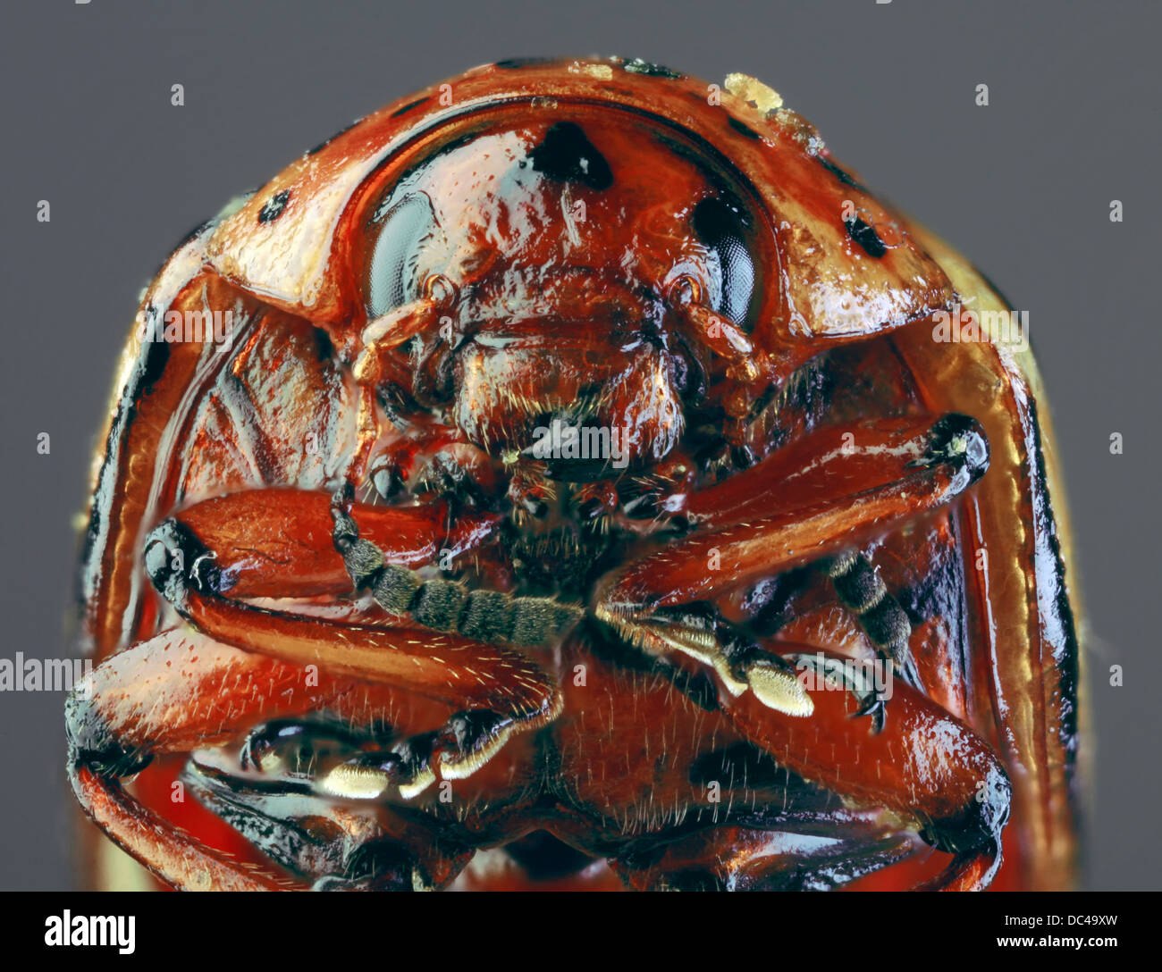 Colorado Potato Beetle (Leptinotarsa decemlineata Stock Photo - Alamy