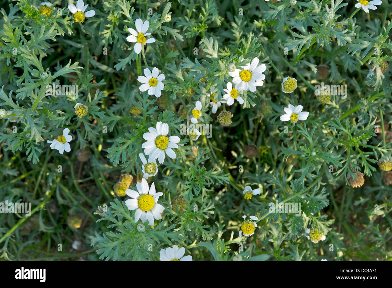 Maritime chamomile, Anthemis maritima Stock Photo - Alamy