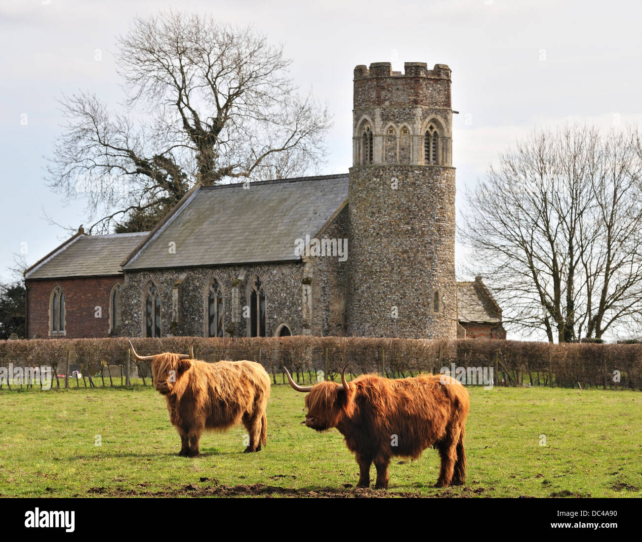Highland cows beside St Peter's church, Repps, Norfolk, UK Stock Photo ...