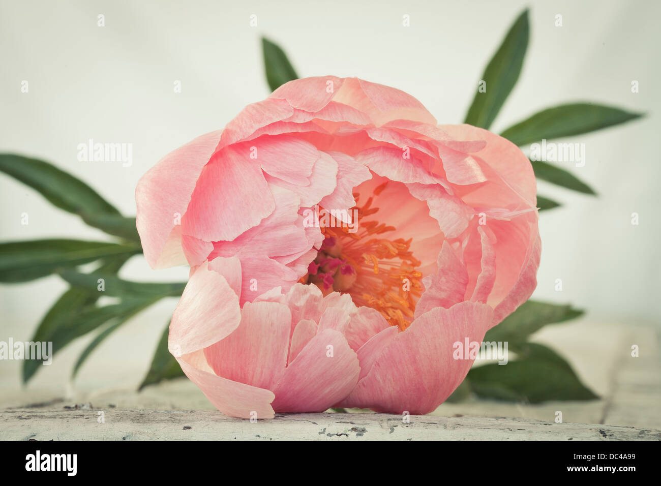 Pink bloom hi-res stock photography and images - Alamy