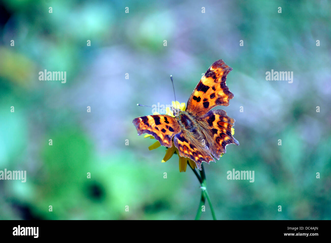 Comma butterfly uk pupa hi-res stock photography and images - Alamy
