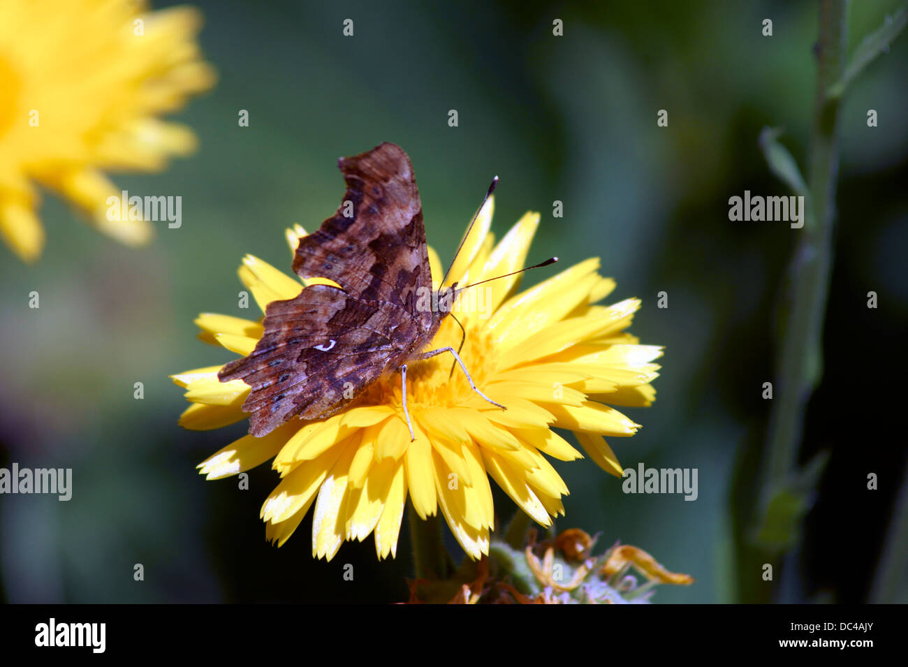 Comma butterfly chrysalis hi-res stock photography and images - Alamy