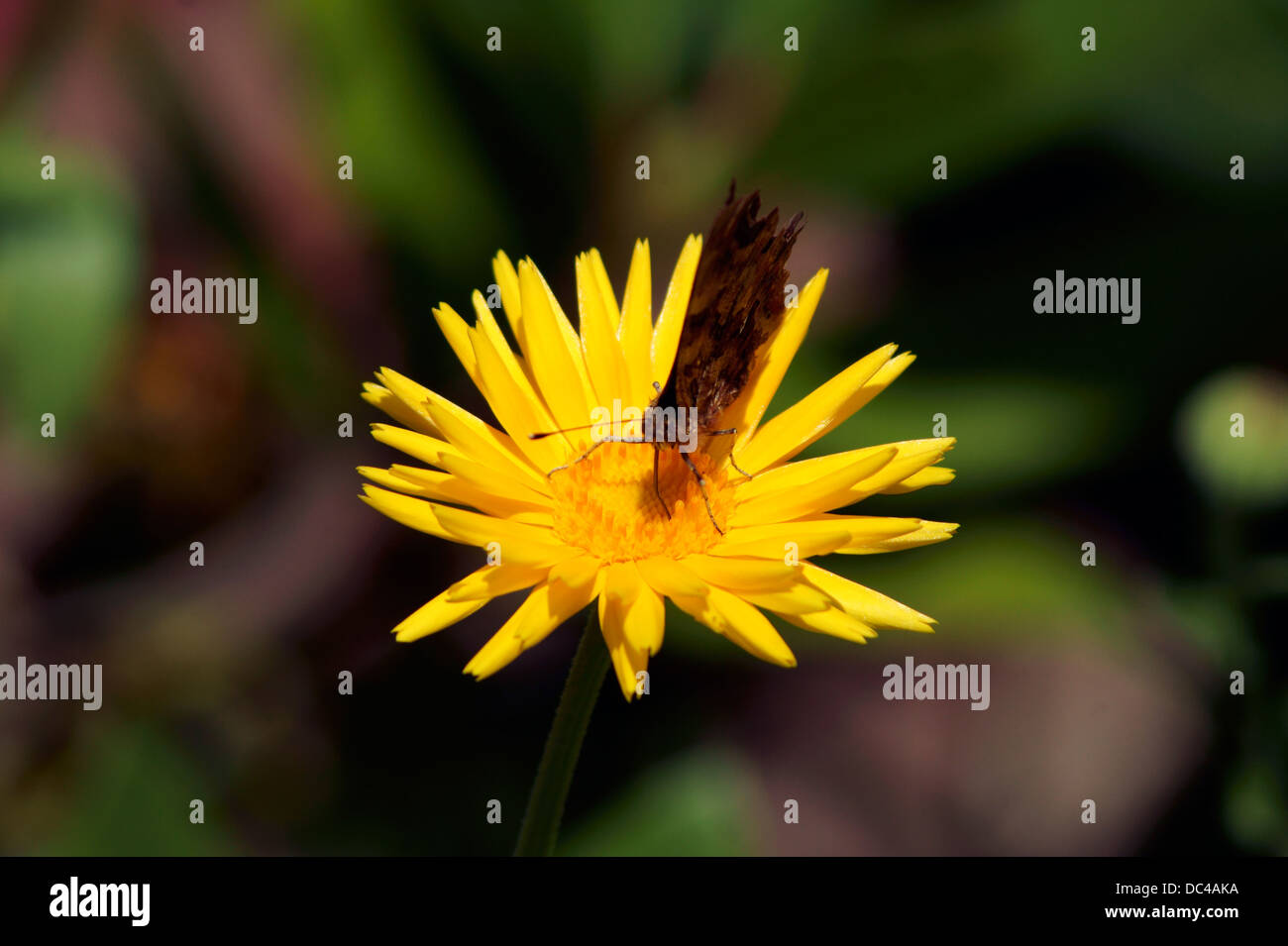 Comma butterfly chrysalis hi-res stock photography and images - Alamy