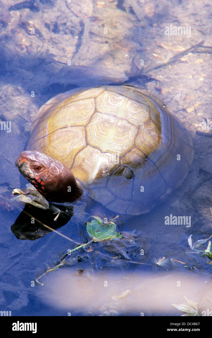 A three-toed box turtle (Terrapene carolina triunguis) cools in a ...