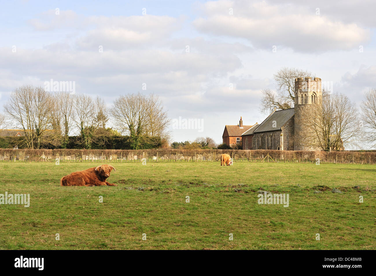 Highland cows beside St Peter's church, Repps, Norfolk, UK Stock Photo ...