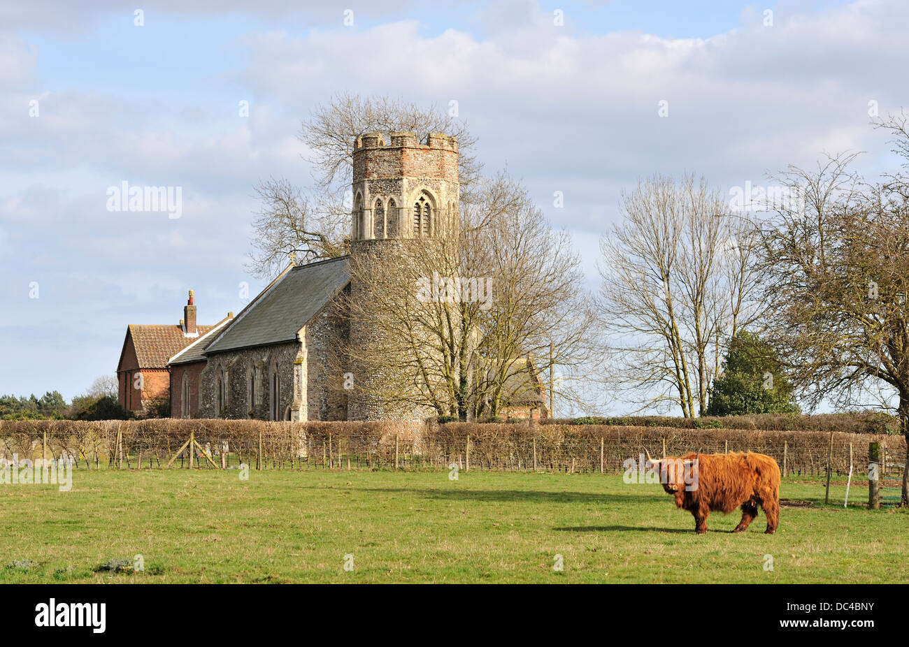 Highland cows beside St Peter's church, Repps, Norfolk, UK Stock Photo ...