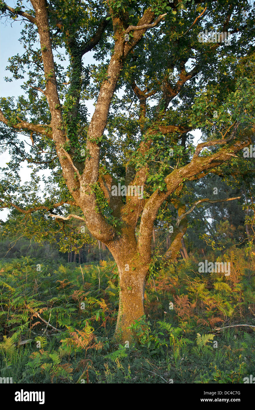 oak (Quercus robur), evening light, Dordogne, France Stock Photo - Alamy