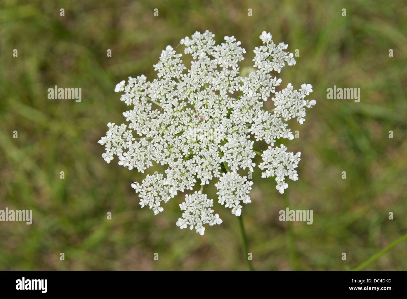 Umbel of Daucus carotta, wild carrot Stock Photo - Alamy