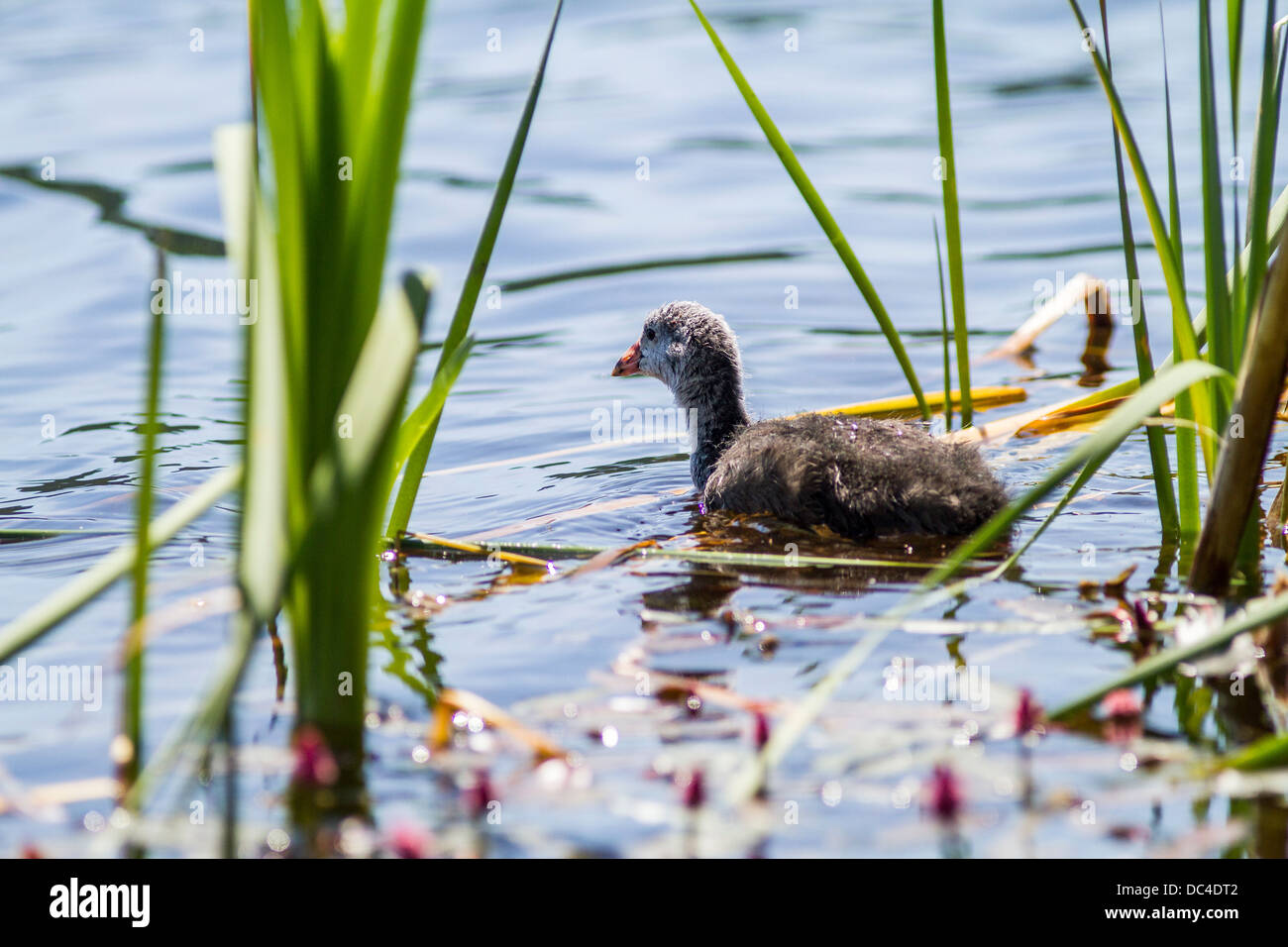 American coot duck hi-res stock photography and images - Alamy