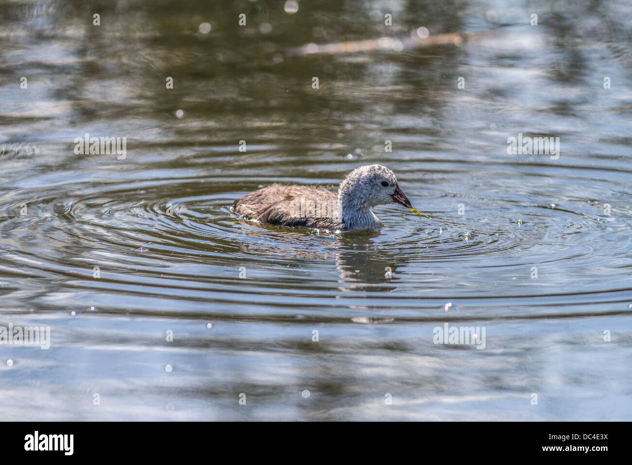 American coot feet hi-res stock photography and images - Alamy