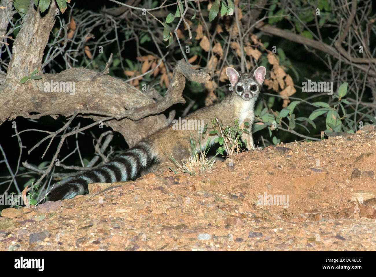 Ringtail Bassariscus astutus Tucson, Pima County, Arizona, United ...