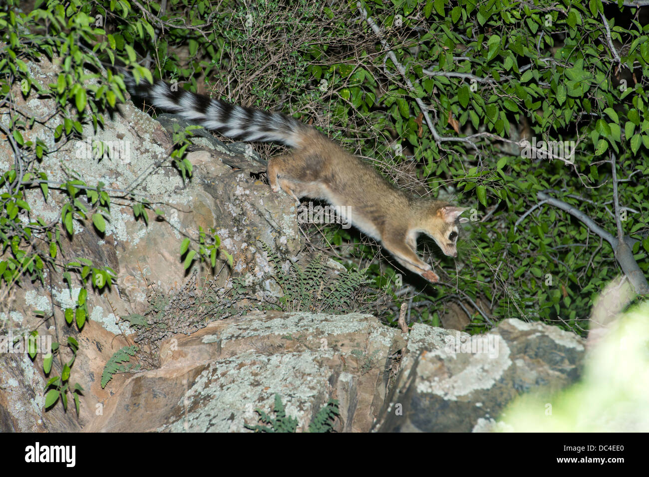 Ringtail cat hi-res stock photography and images - Alamy